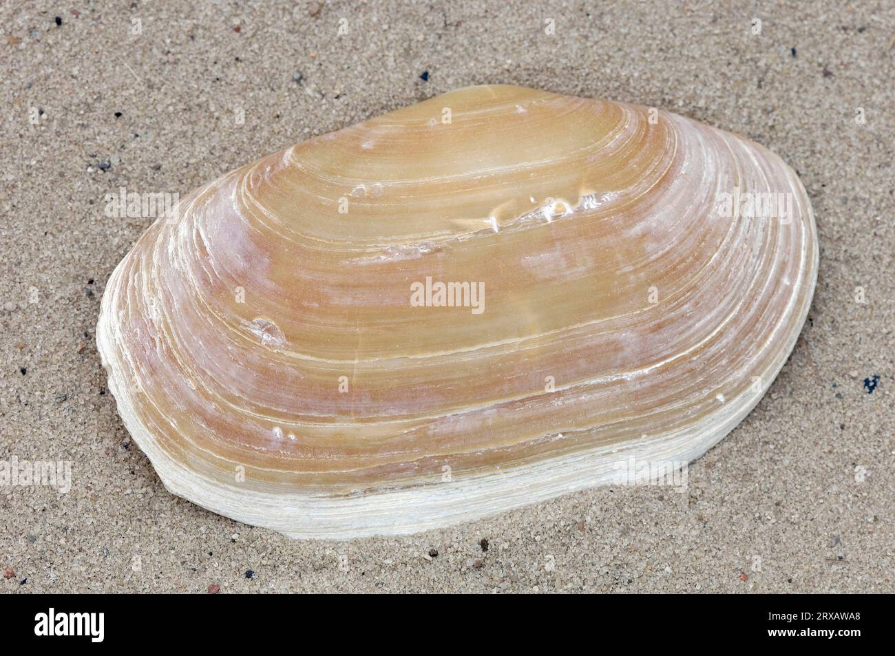 Otter shell (Lutraria lutraria), mussel shell, mussel shells ...