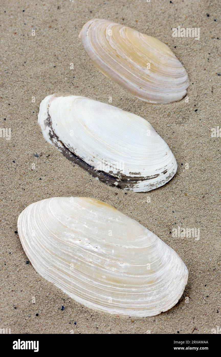 Otter shell (Lutraria lutraria) Mussel shells, clam shell, free ...