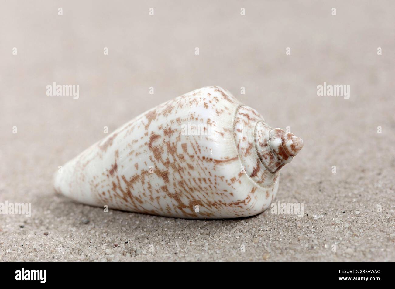 Persian wing snail, snail shell (Strombus persicus), snail shells Stock ...