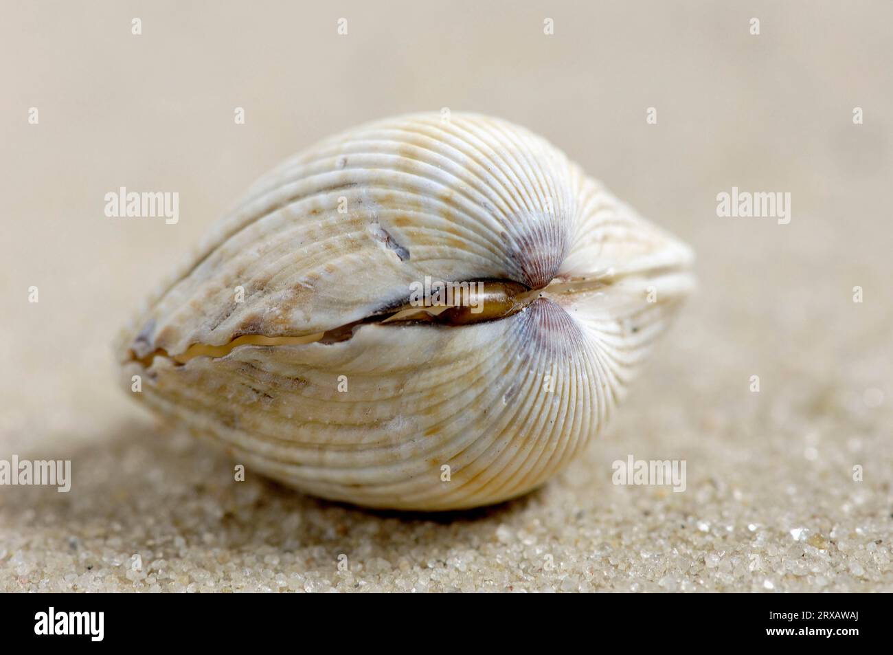 Edible cockle, Mussel shell, common cockle (Cerastoderma edule), Mussel ...