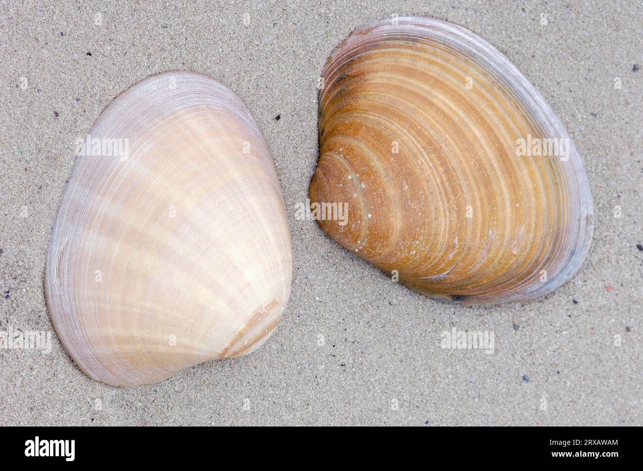 Smooth Venus Shells, France, Smooth Venus Clam (Callista chione Stock ...