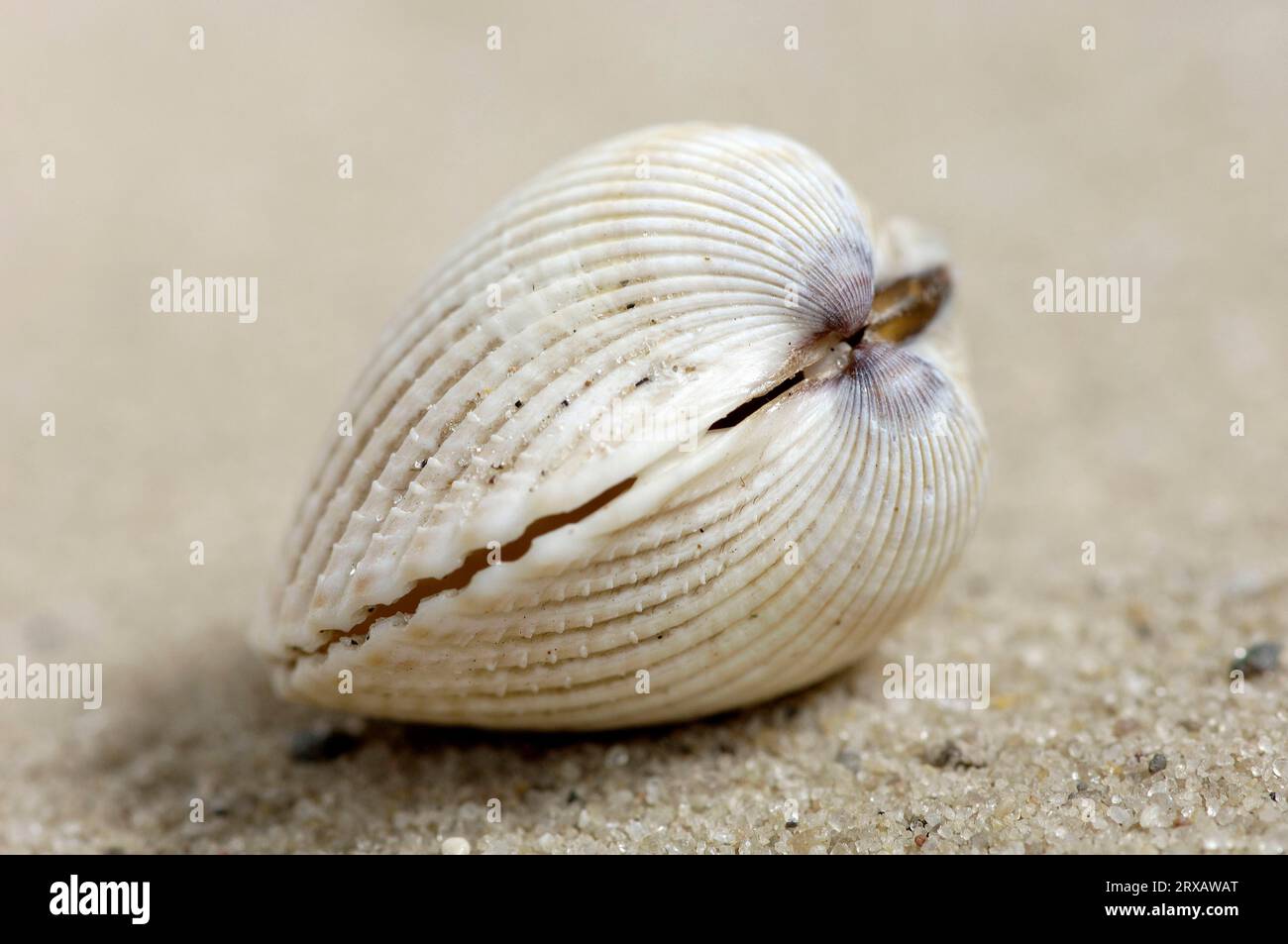 Edible cockle, Mussel shell, common cockle (Cerastoderma edule), Mussel ...