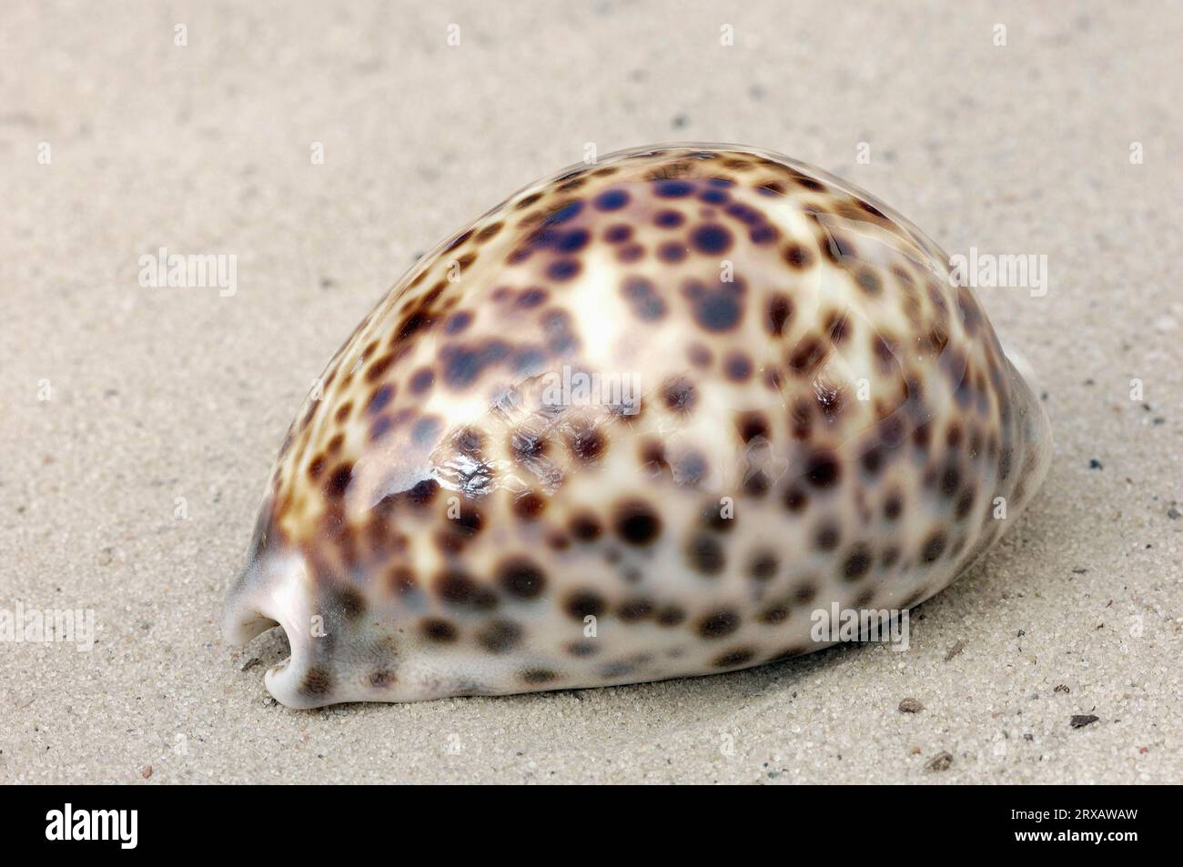 Cypraea australis hi-res stock photography and images - Alamy