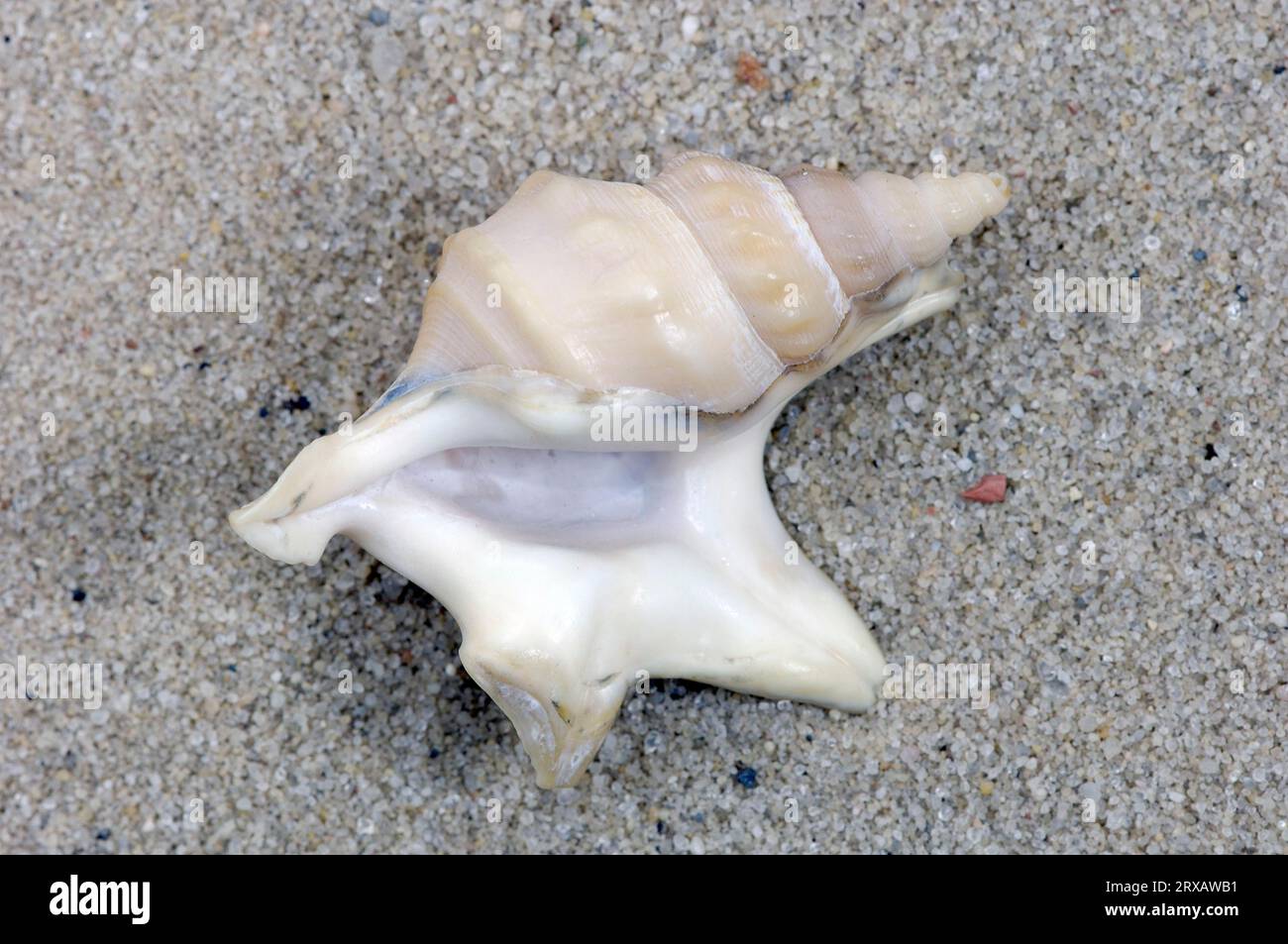 Common pelican foot, snail shell (Aporrhais pespelecani), snail shells ...