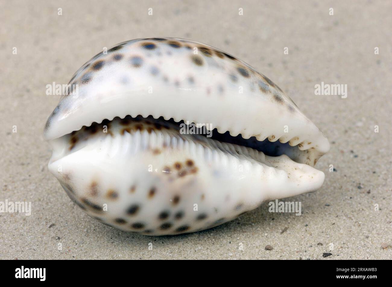 Tiger cowrie shell hi-res stock photography and images - Alamy
