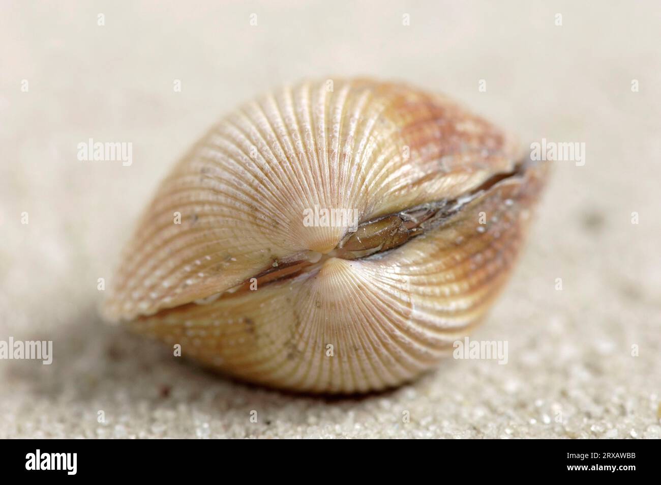 Common European Cockle (Cerastoderma edule) shells (Cardium edule Stock ...