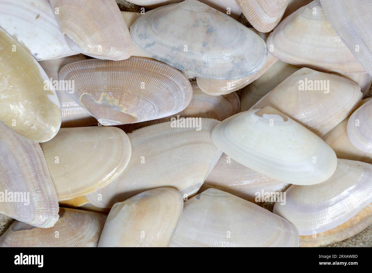 Banded triangle banded wedge shell (Donax vittatus), Banded triangle ...