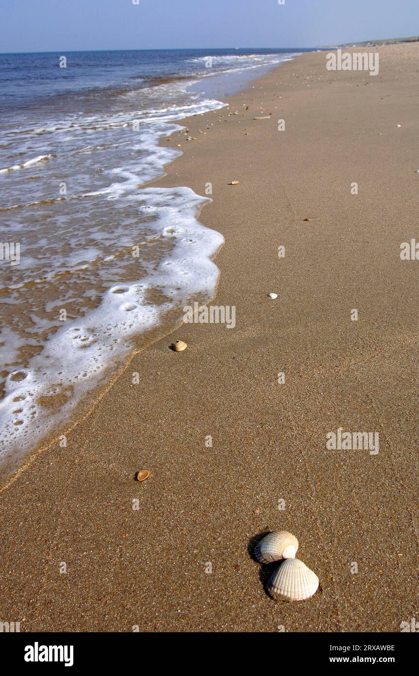 Common European Cockle (Cerastoderma edule) shells at beach ...