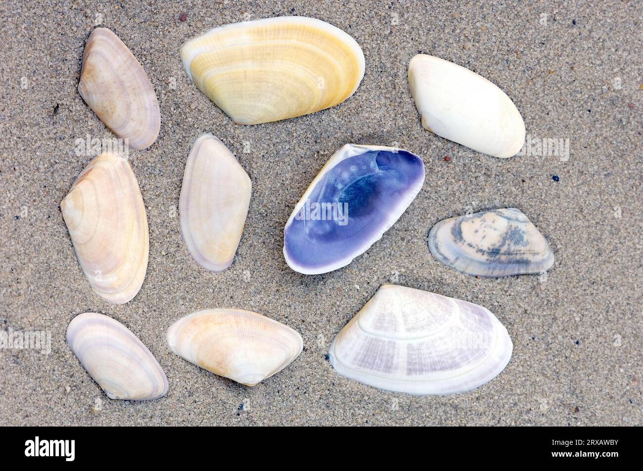 Banded triangle banded wedge shell (Donax vittatus), Banded triangle ...