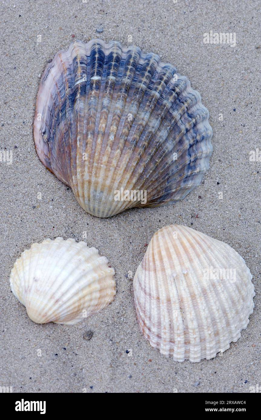 Tuberous cardiidae (Acanthocardia tuberculata), mussel shell, mussel ...