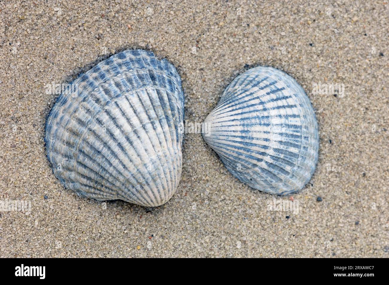 Edible cockle, Mussel shells, common cockle (Cerastoderma edule ...