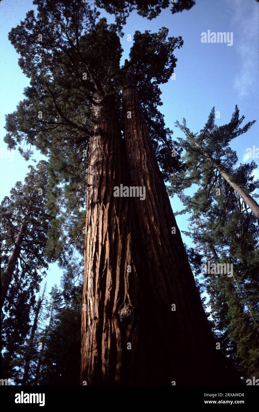 The Mariposa Grove of Giant Sequoia Trees, near Yosemite’s South ...