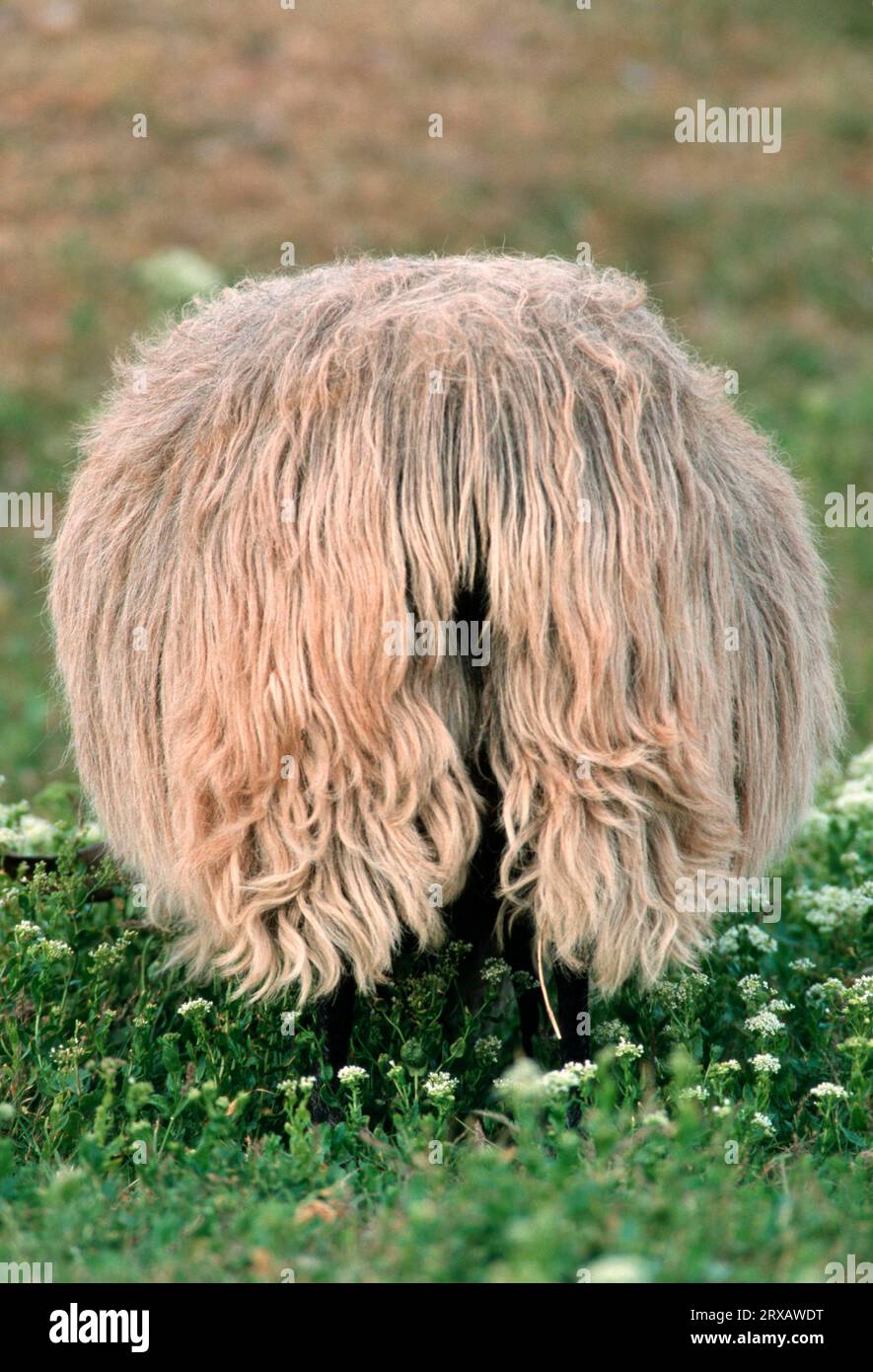 Moor farming hi-res stock photography and images - Alamy