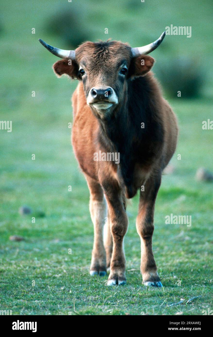 Camargue bull, Camargue, South of France, Bull, Fighting bull, Domestic ...