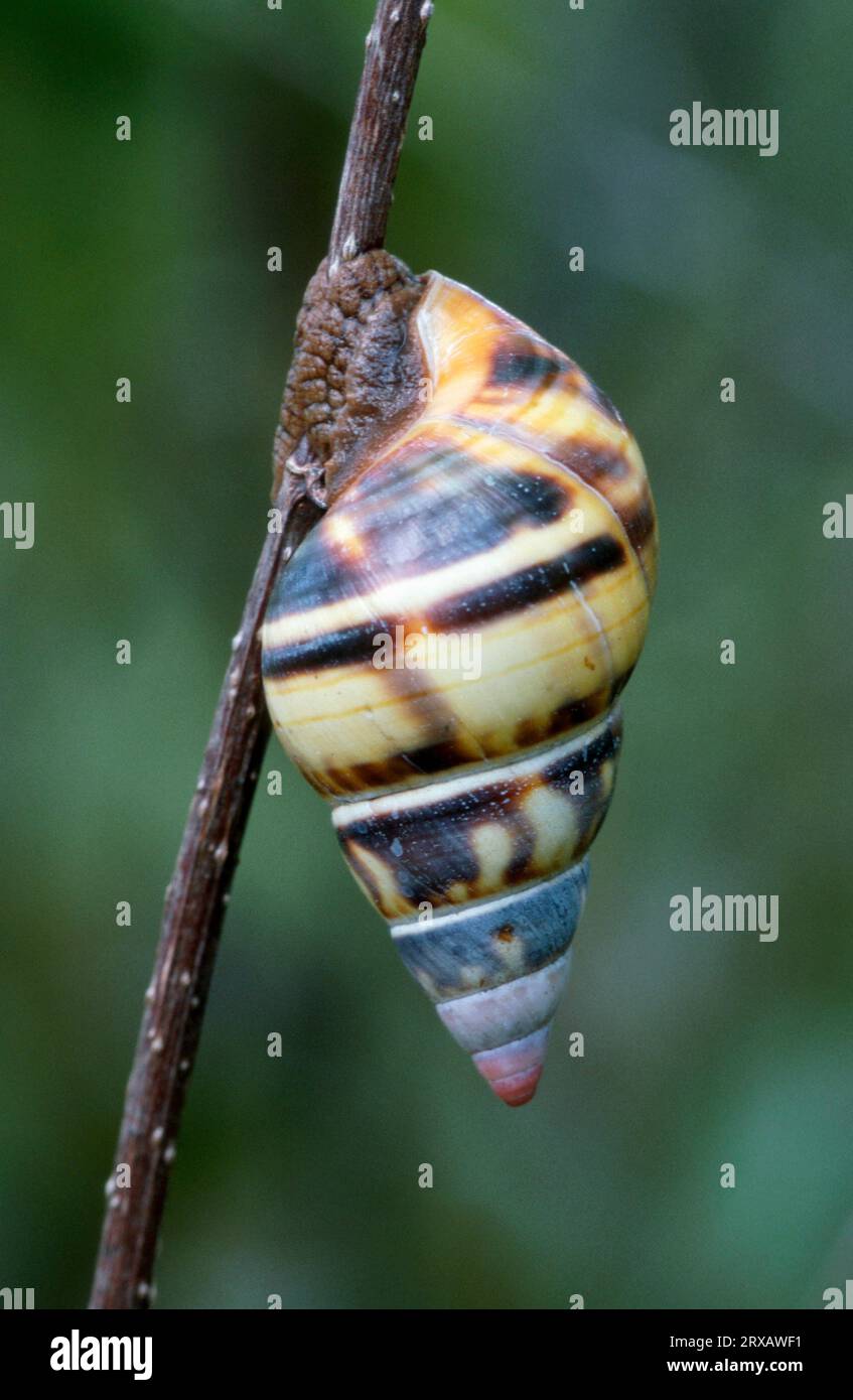 Florida tree snail (Liguus fasciatus), Everglades National Park ...