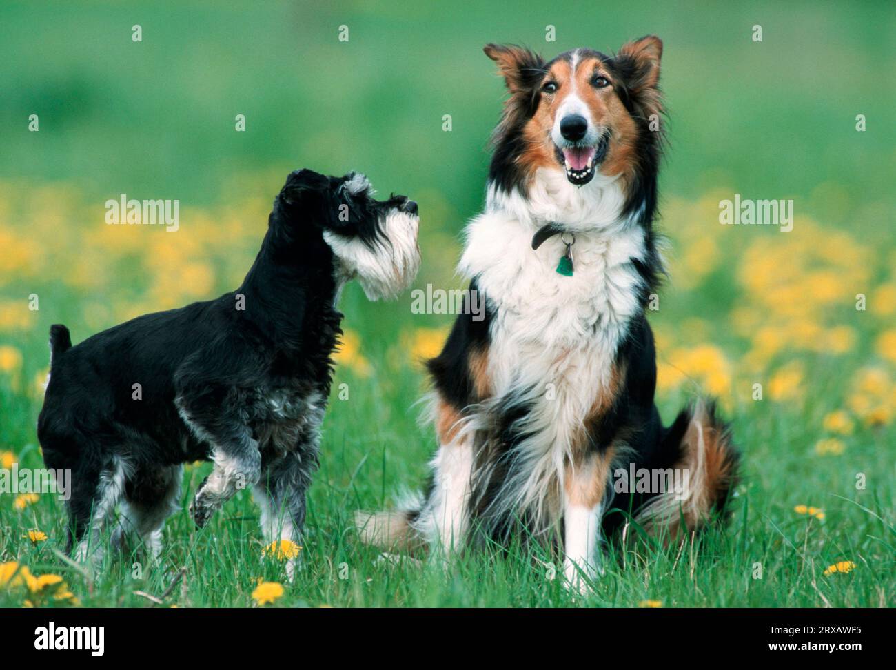 Miniature Schnauzer, black-silver, and Collie, Scottish Sheepdog ...
