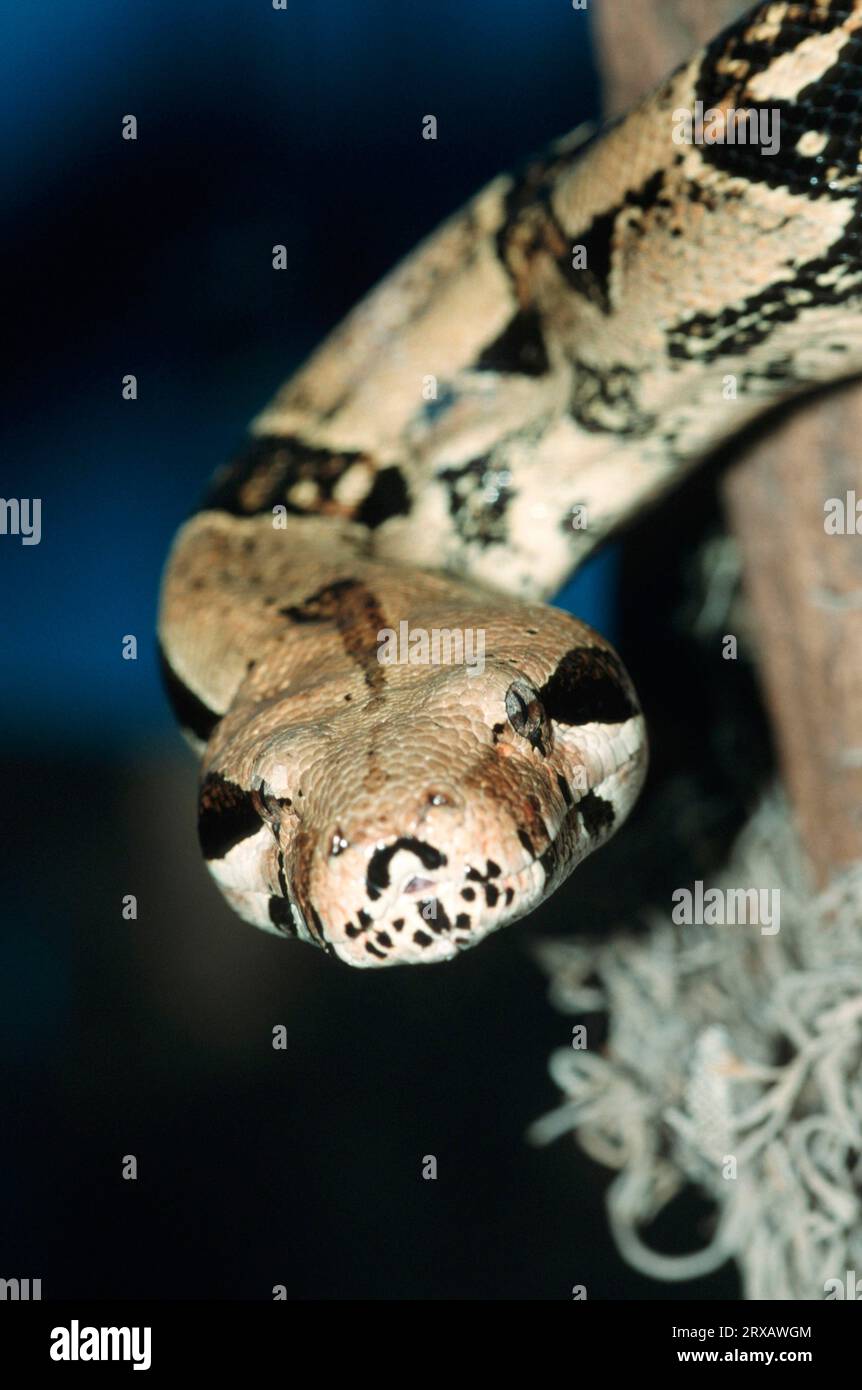 Boa constrictor (Boa constrictor), Abgottboa, Red-tailed boa Stock ...
