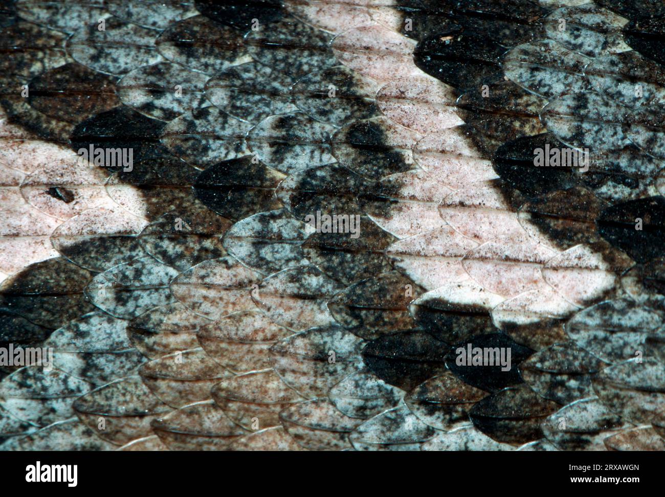 Rhinoceros Viper (Bitis nasicornis), skin detail Stock Photo - Alamy