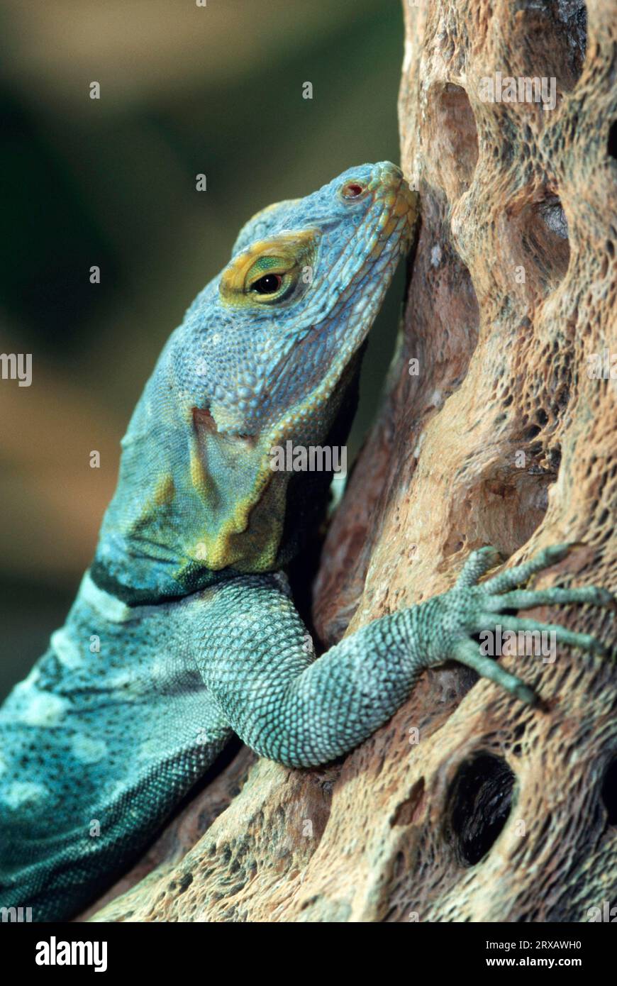 Baja Blue Rock Lizard (Petrosaurus thalassinus Stock Photo - Alamy