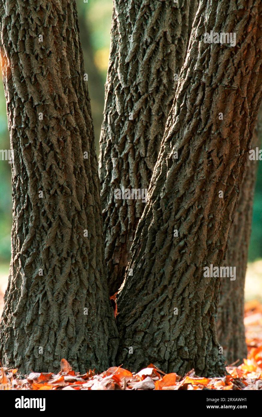 Sassafras (Sassafras albidum) trees, sassafras, Lauraceae Stock Photo ...