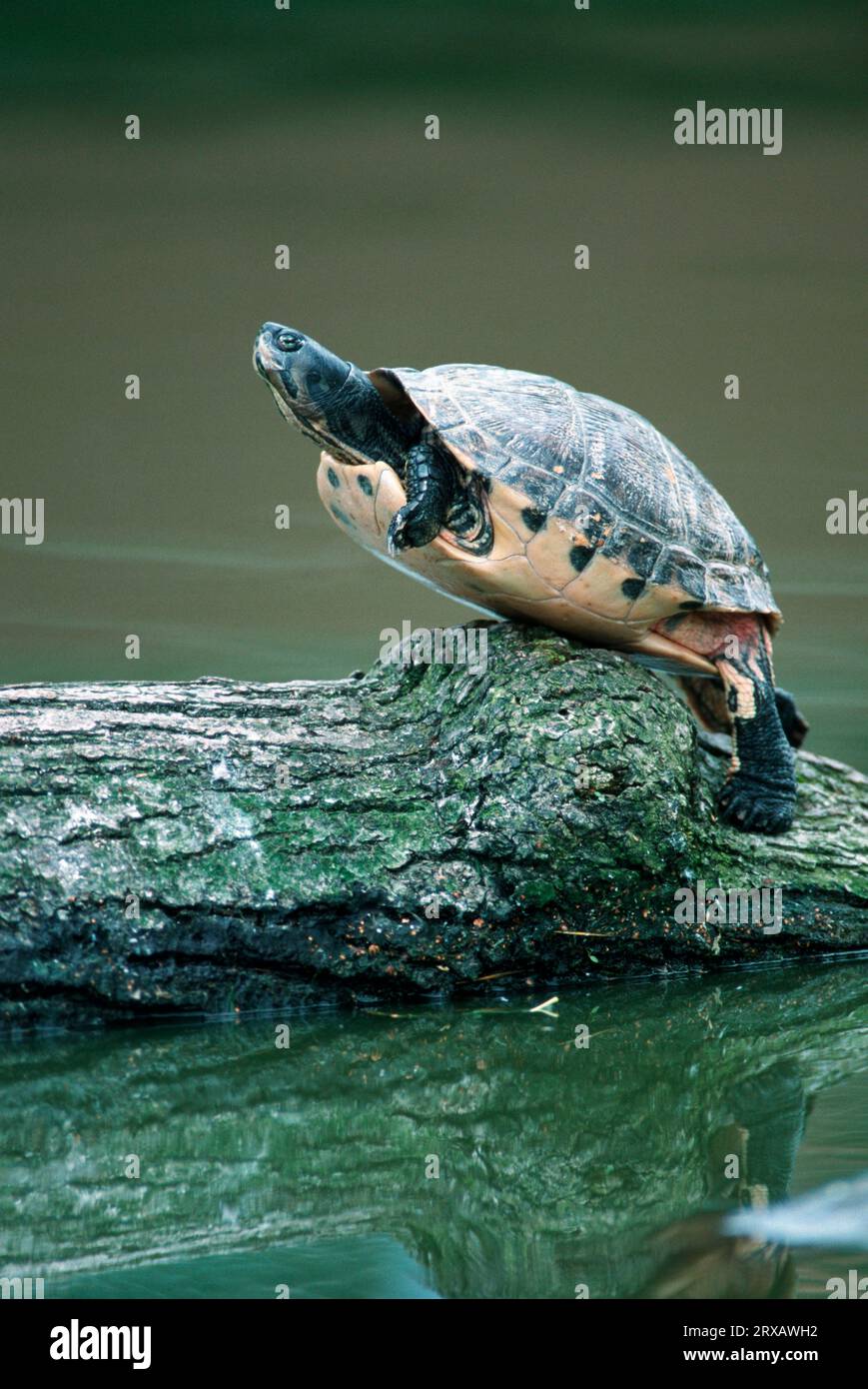 Red-eared Turtle (Trachemys scripta elegans) (Pseudemys scripta elegans ...