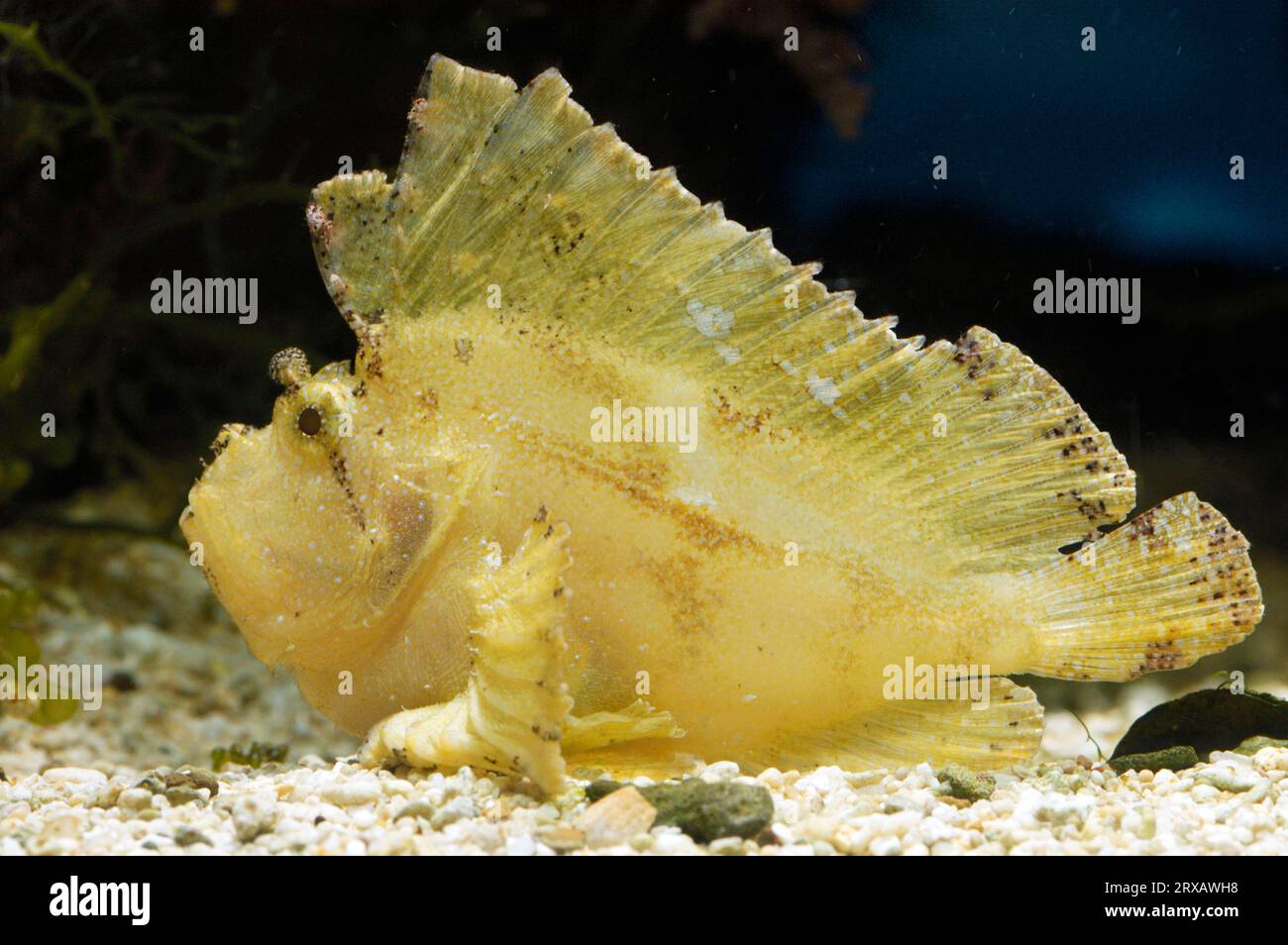 Leaf scorpionfish (Taenianotus triacanthus), wobble fish, lateral Stock ...