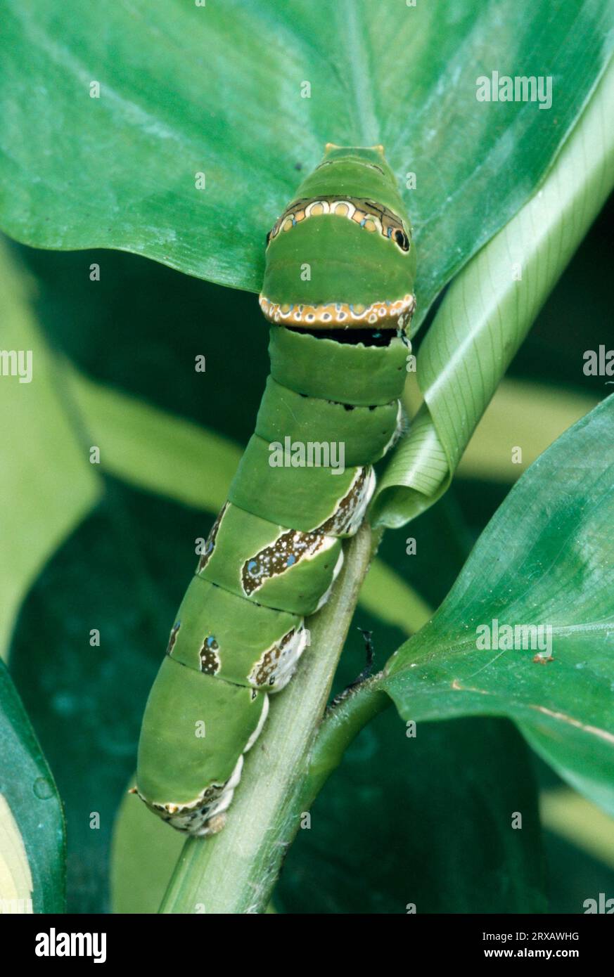 Common Mormon (Papilio polytes) caterpillar Stock Photo - Alamy