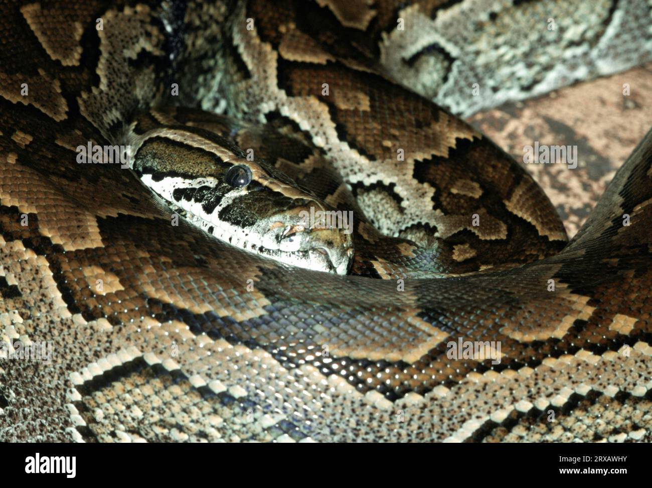 African rock python python sebae hi-res stock photography and images ...