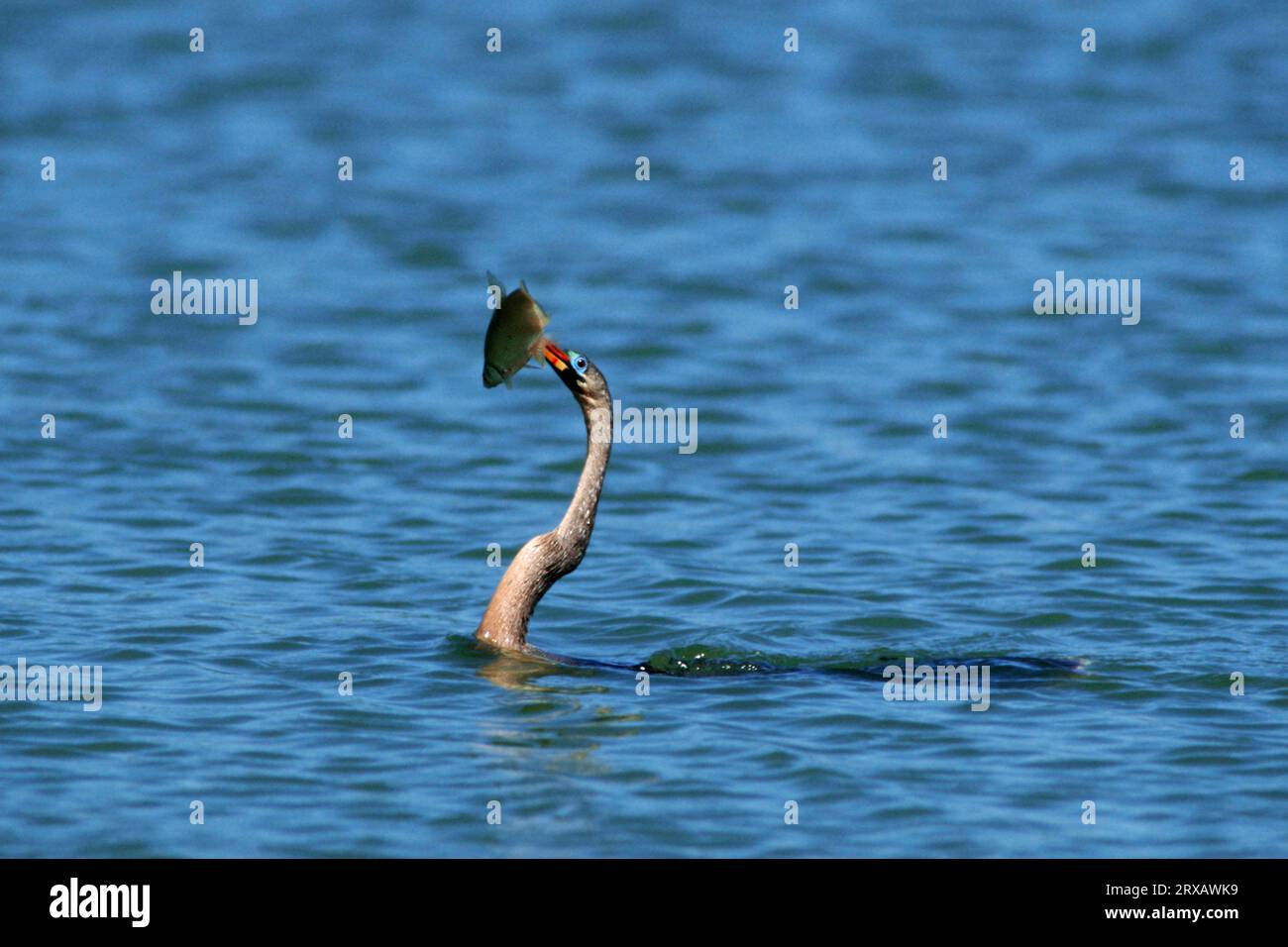 Anhinga (Anhinga anhinga) with captured fish, Everglades National Park ...