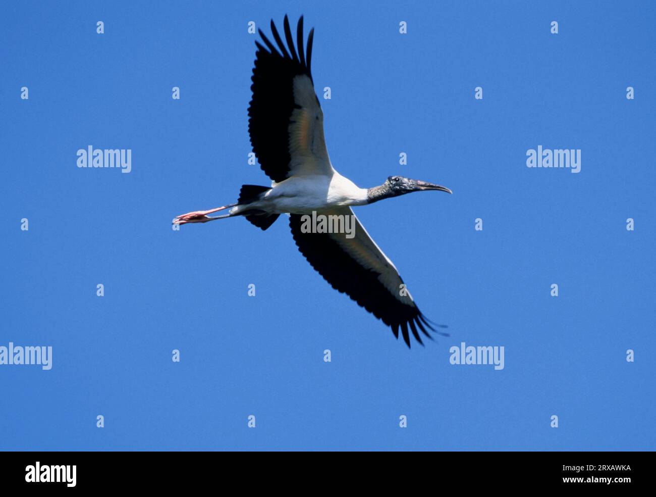 Nature reserve florida usa stork hi-res stock photography and images ...