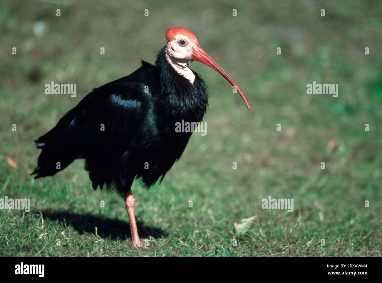 Black southern bald ibis hi-res stock photography and images - Alamy