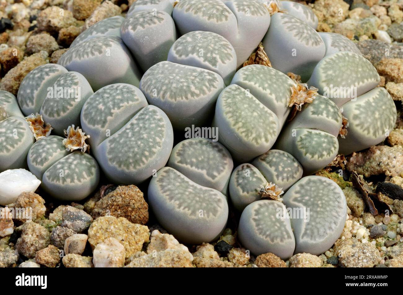 Living stones (Lithops pseudotruncatella), ice plant family (Aizoaceae ...
