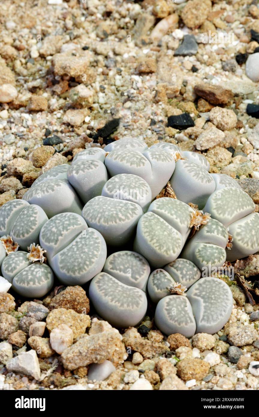 Living stones (Lithops pseudotruncatella), ice plant family (Aizoaceae ...