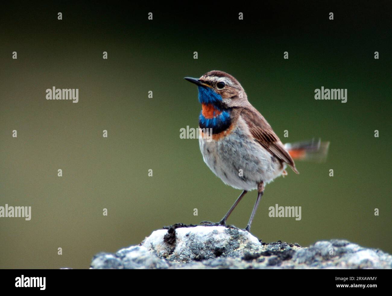 Red-spotted bluethroat (Luscinia svecica svecica), Dovre Fjell, Norway ...