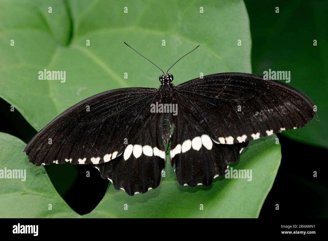 Lesser Mormon, common mormon (Papilio polytes), free-standing Stock ...