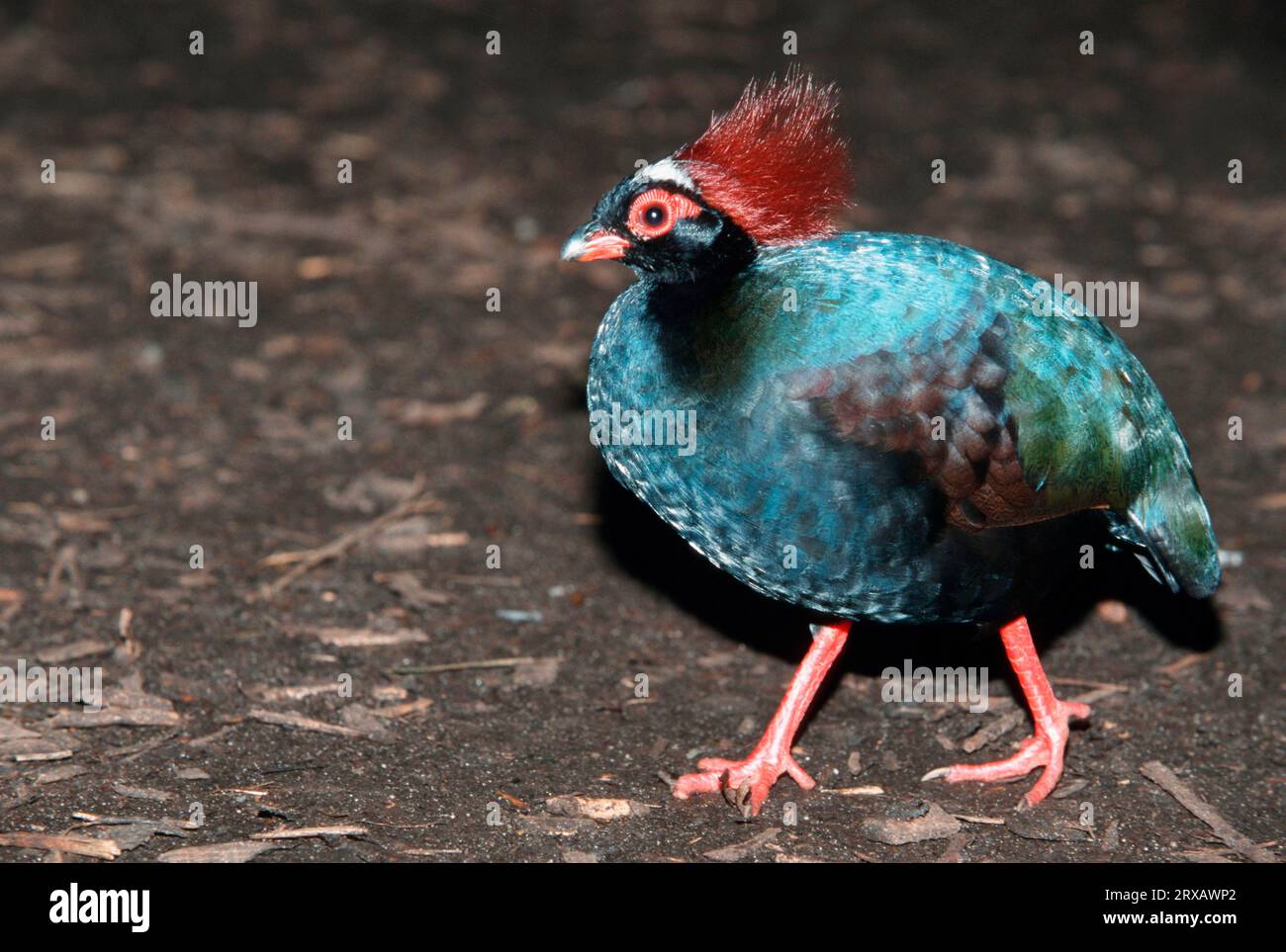 Roulroul partridge hi-res stock photography and images - Alamy