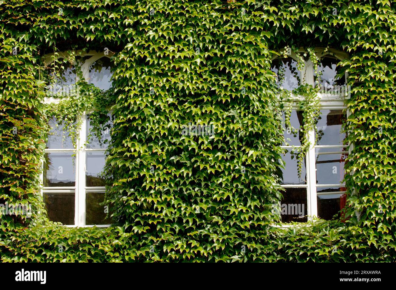 Windows planted with wild grapevine, Lueneburg, Lower Saxony, facade ...