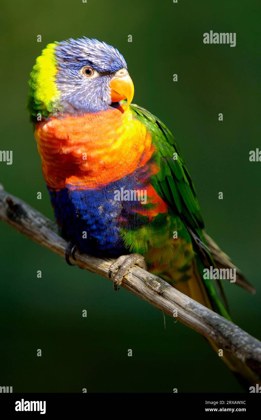 Rainbow Lory (Trichoglossus haematodus moluccanus Stock Photo - Alamy