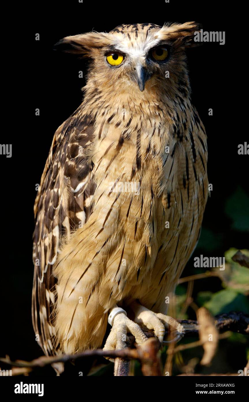 Buffalo Fish Owl (Bubo buffy fish owl (Ketupa ketupu), Malay Fish Owl ...