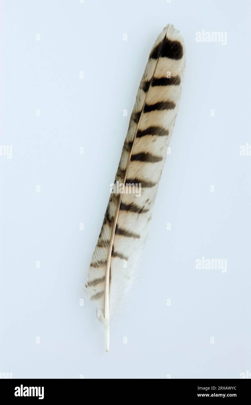 Common kestrel (Falco tinnunculus), female, tail feather Stock Photo ...