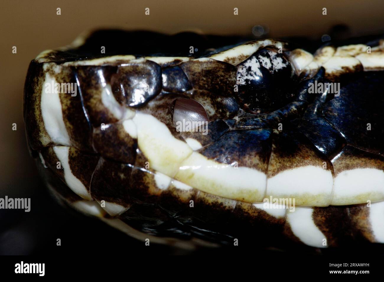 Mexican moccasin hi-res stock photography and images - Alamy