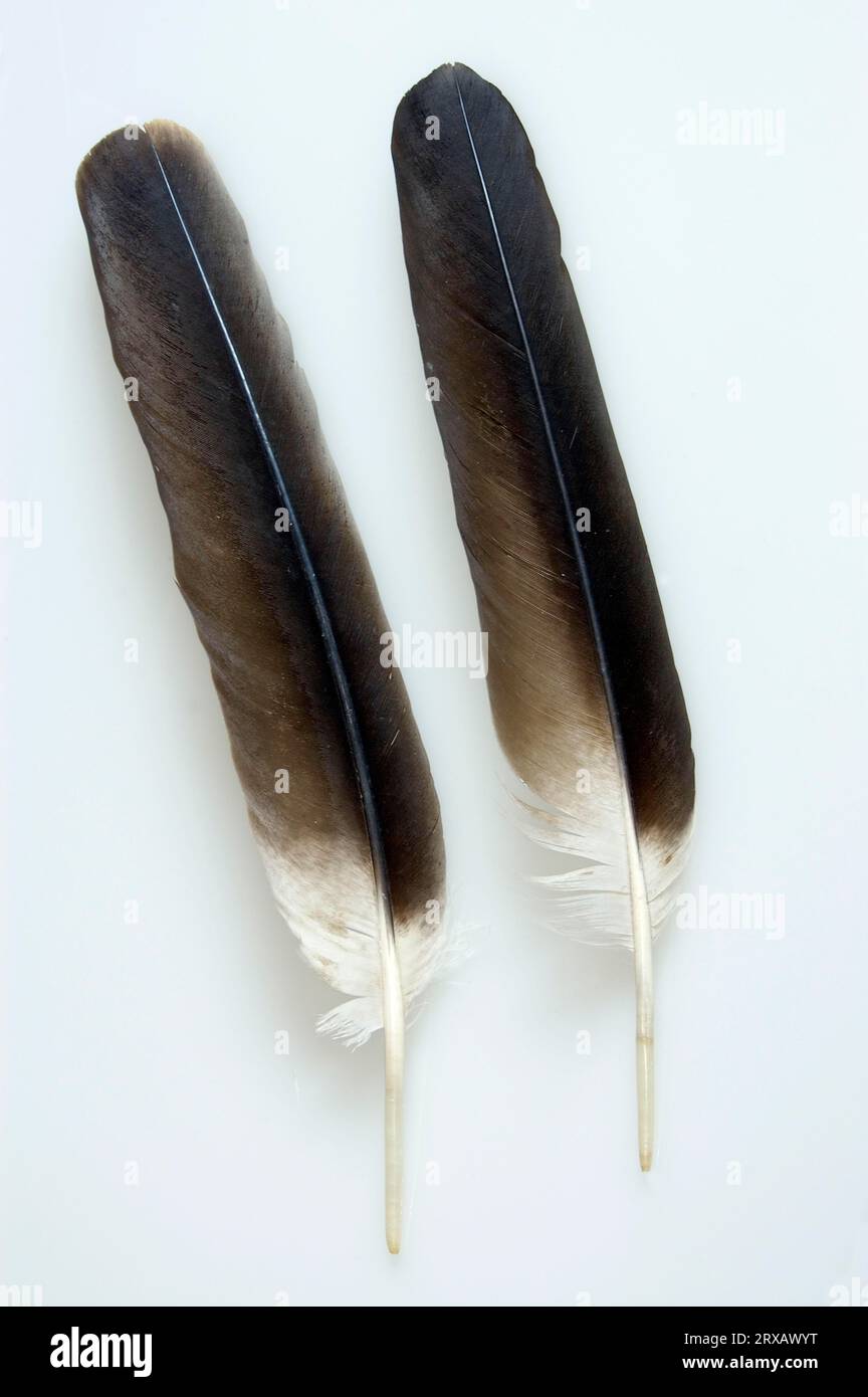 Hand wing feathers hi-res stock photography and images - Alamy
