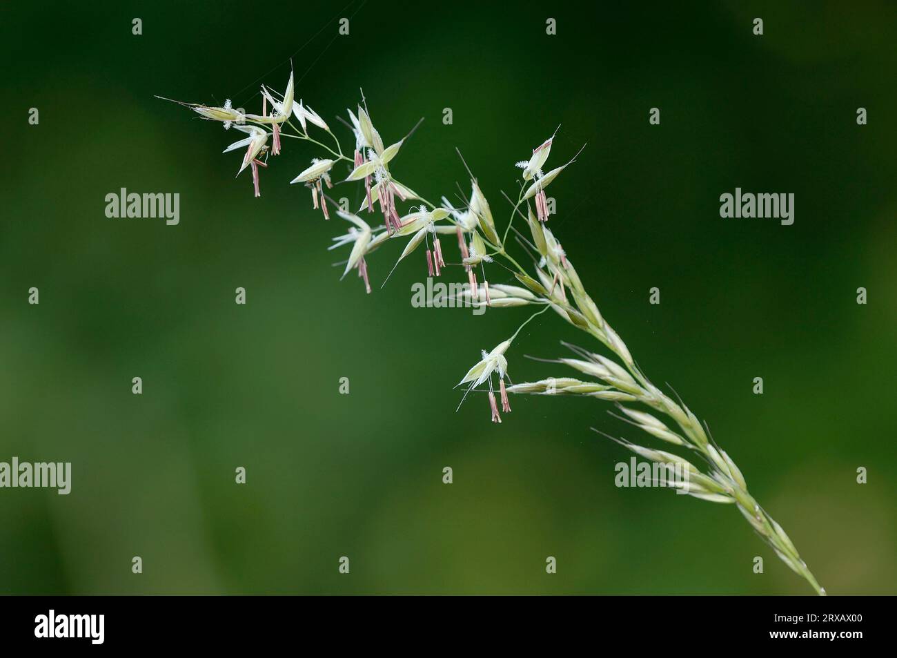 Smooth oat, tall oat-grass (Arrhenatherum elatius), Germany Stock Photo ...