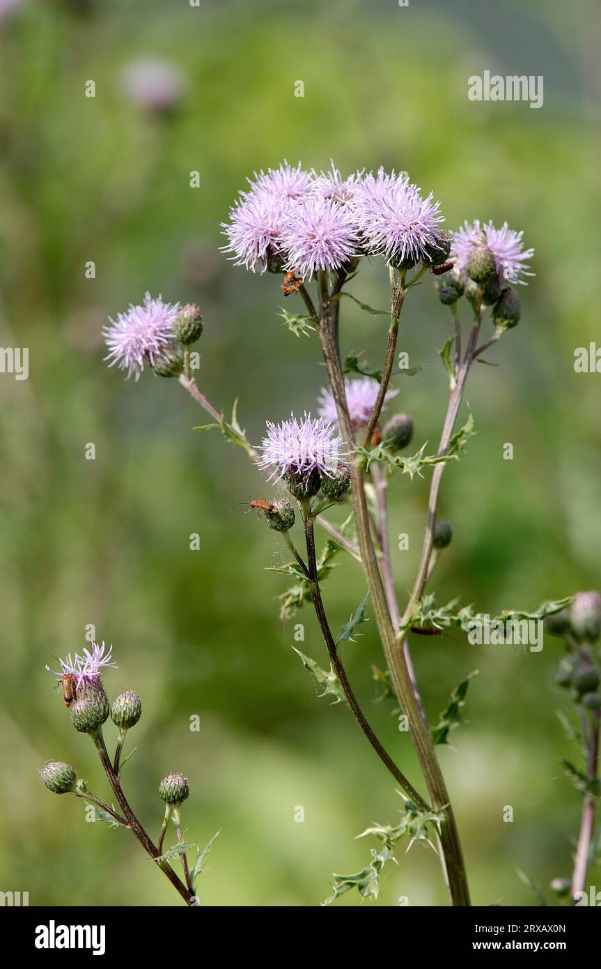 Creeping thistle (Cirsium arvense), North Rhine-Westphalia, Germany ...