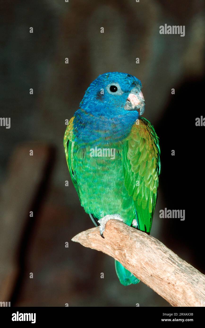 Blue-headed Parrot (Pionus menstruus Stock Photo - Alamy