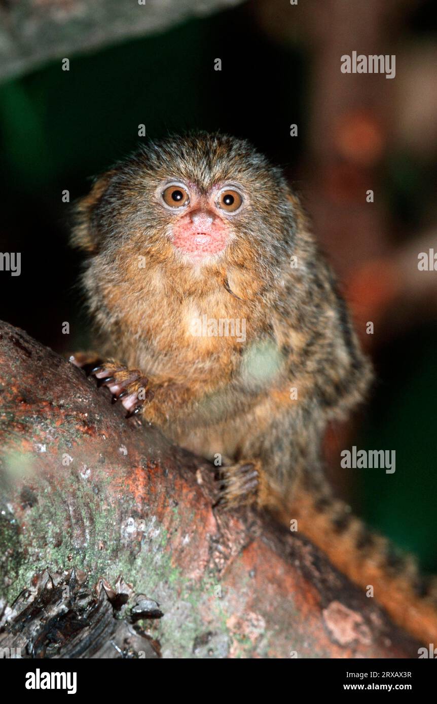Pygmy marmoset (Cebuella pygmaea Stock Photo - Alamy