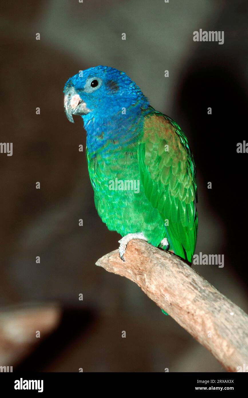 Blue-headed parrot (Pionus menstruus Stock Photo - Alamy
