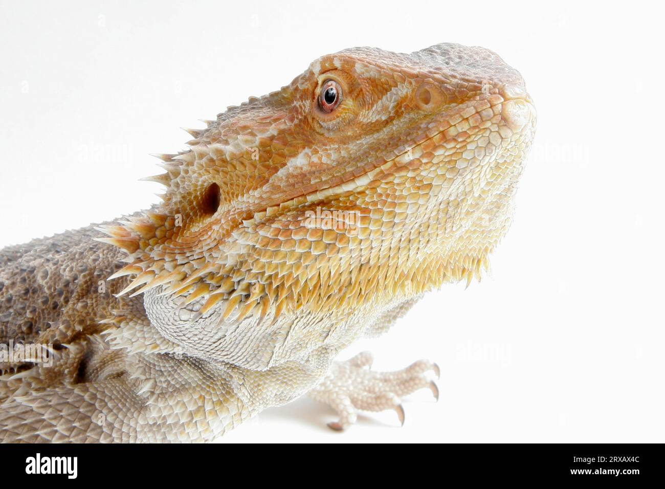 Bearded Dragon, blood-red (Amphibolorus vitticeps) (Pogona barbatus ...