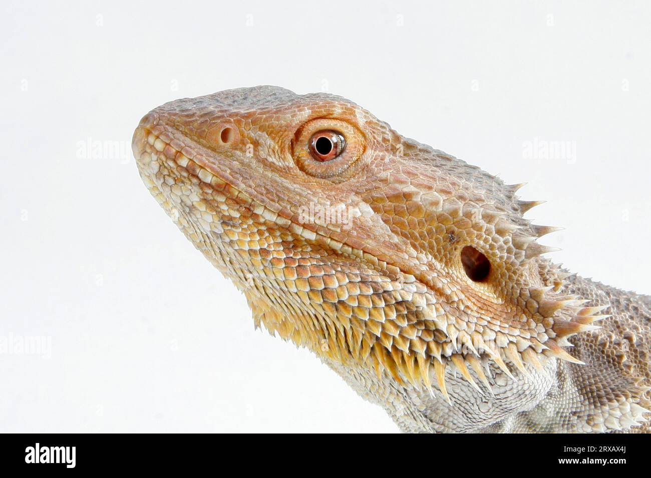 Bearded Dragon, blood-red (Amphibolorus vitticeps) (Pogona barbatus ...