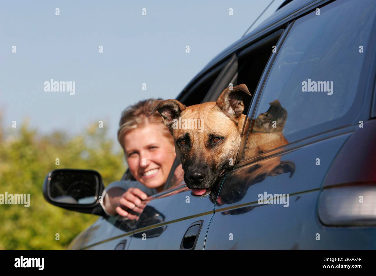 Woman and mixed-breed dog look out of car Stock Photo - Alamy